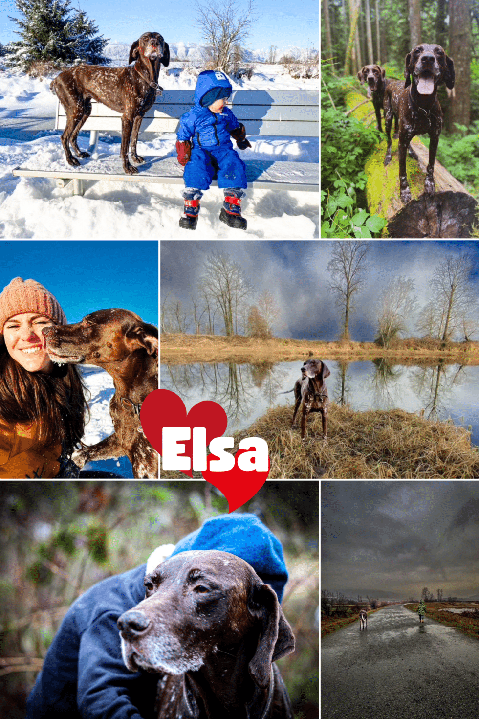 Elsa - Resting Paws In-Home Veterinary Hospice Services Victoria, B.C.