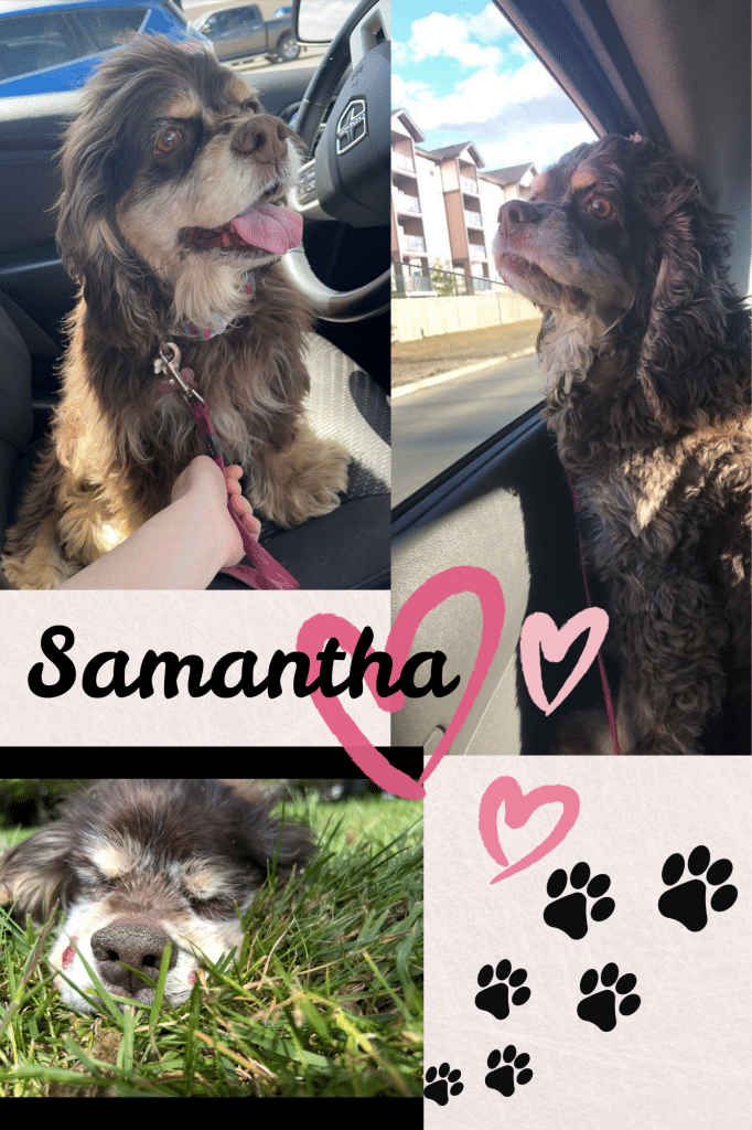 Sam - Resting Paws In-Home Veterinary Hospice Services Victoria, B.C.